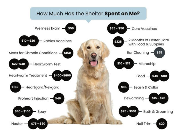 Craigslist Free Pets: A Comprehensive Guide | Smartech
