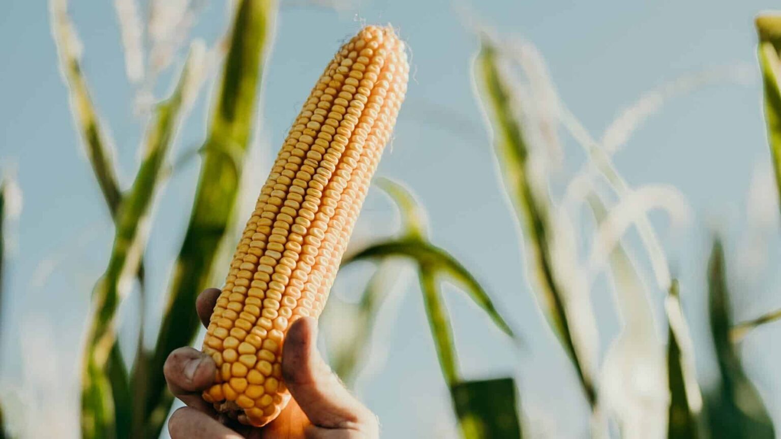 From Food to Fuel: The Unexpected Power of Corn | Smartech