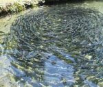 5 Different Types of Fish Pond for Fish Farming | Smartech